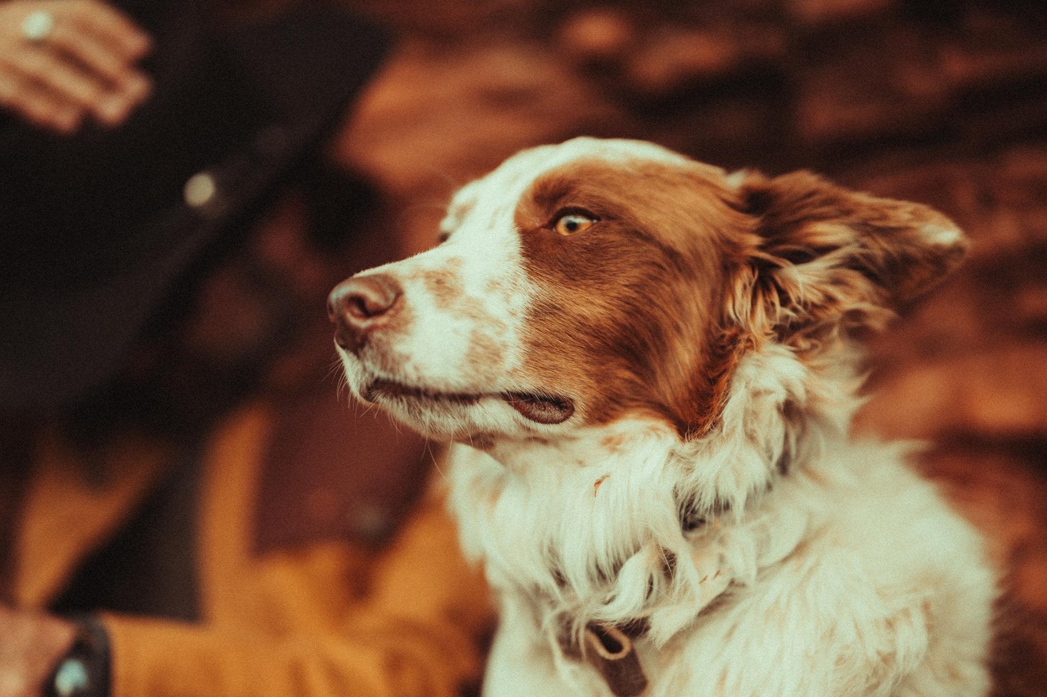 AR-15 Rifle History: From Military Prototype to Civilian Mainstay - WOOX